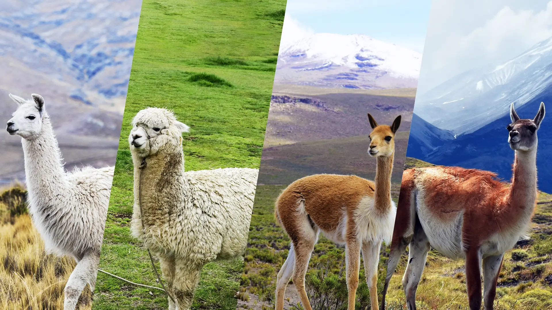 Differences Between Llamas, Alpacas, Vicuñas, and Guanacos